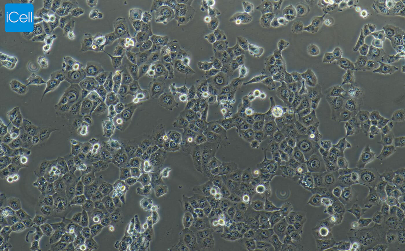 NCI-H1299 人非小细胞肺癌细胞_赛百慷(上海)生物技术股份有限公司