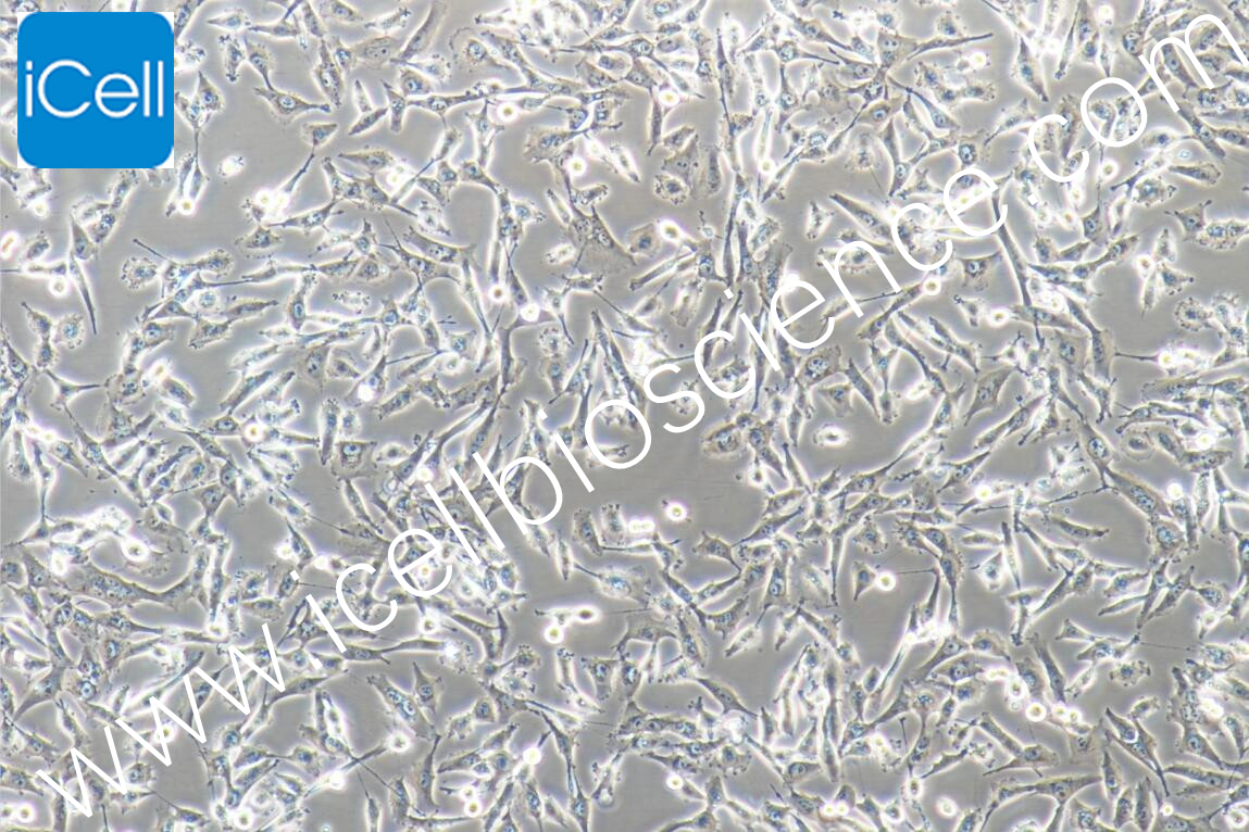 U251MG/TMZ+luc 人类星形胶质瘤耐替莫唑胺细胞_赛百慷(上海)生物技术股份有限公司