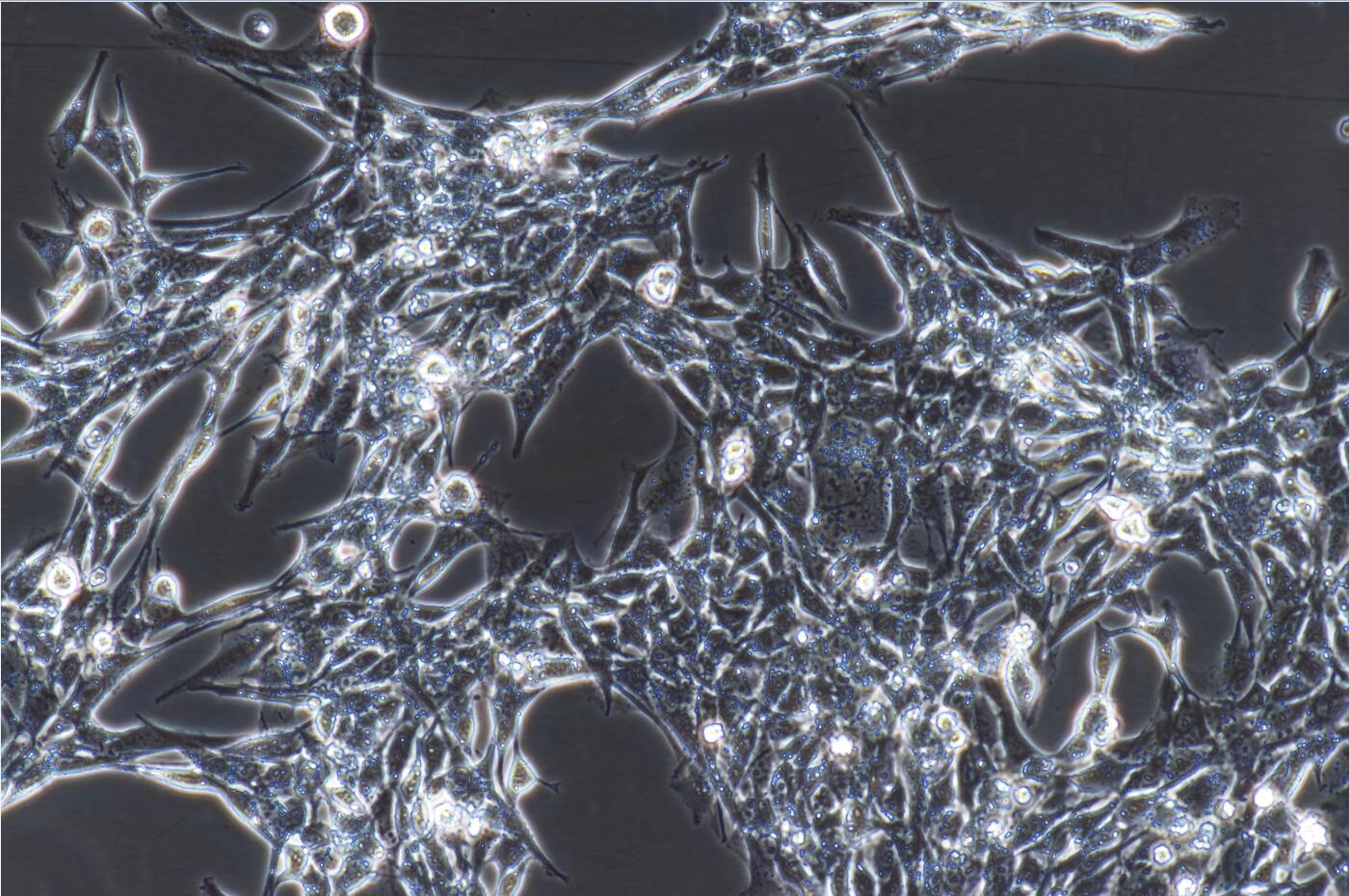 L-02人正常肝细胞-原代细胞-STR细胞-细胞培养基-赛百慷生物