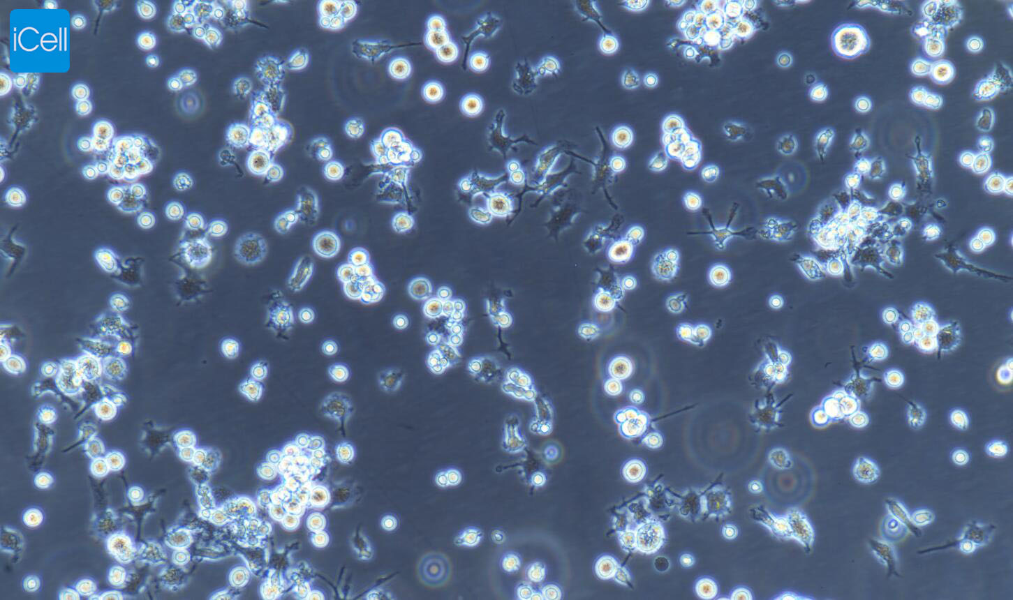 DC细胞-原代细胞-STR细胞-细胞培养基-赛百慷生物