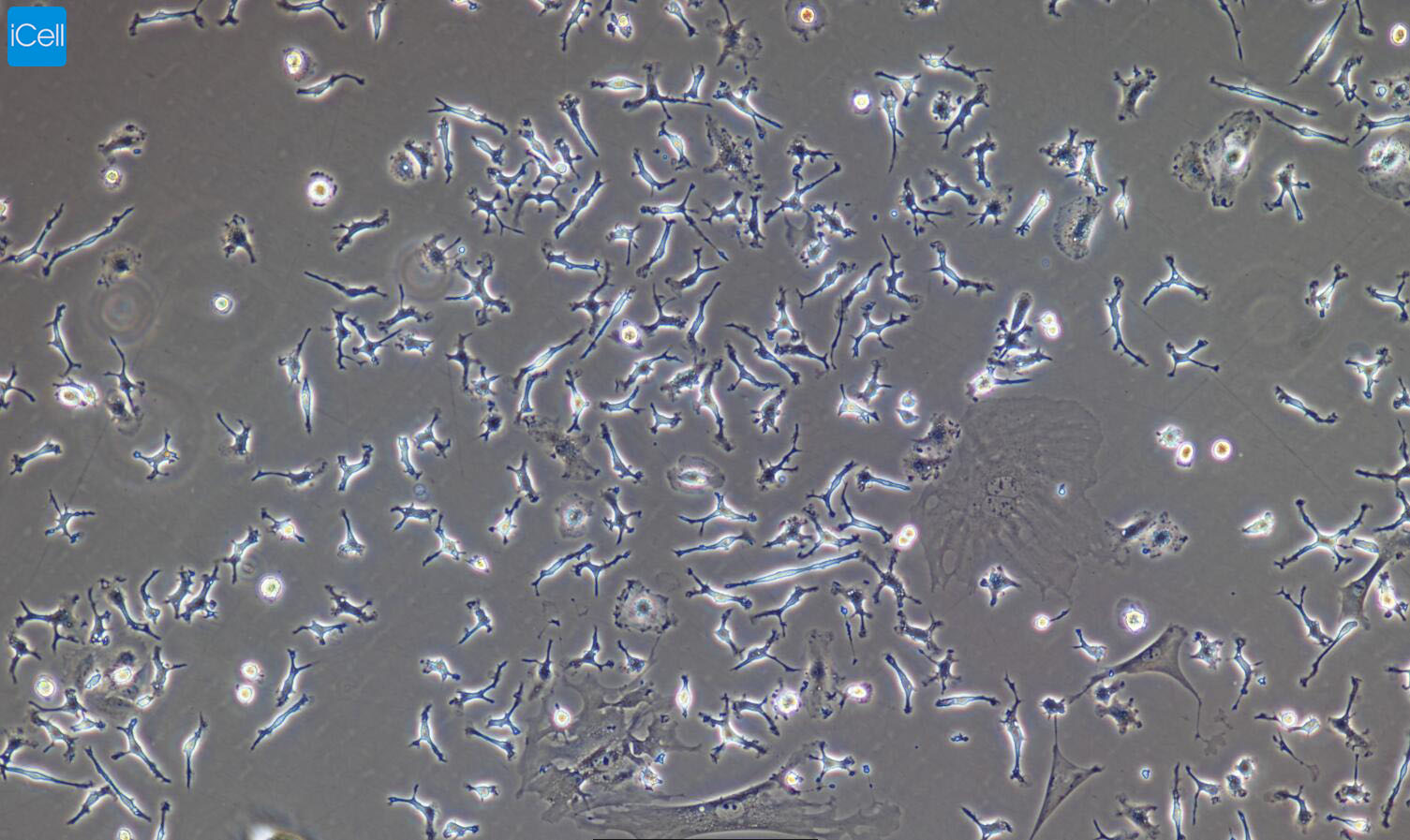 小鼠原代肝kupffer细胞-原代细胞-STR细胞-细胞培养基-镜像绮点生物