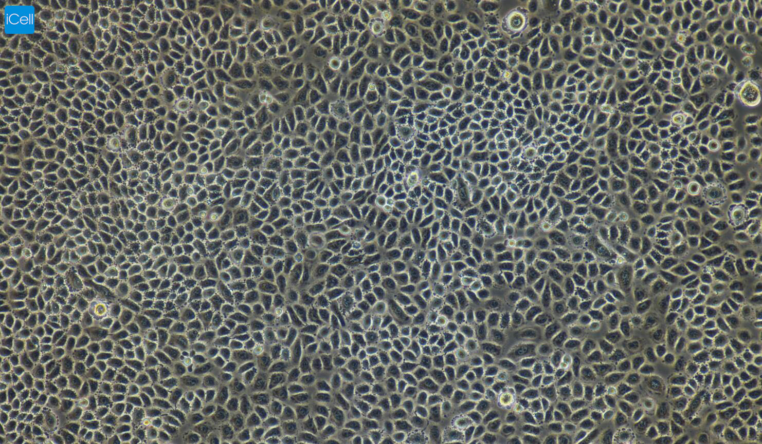 晶状体上皮细胞-原代细胞-STR细胞-细胞培养基-镜像绮点生物