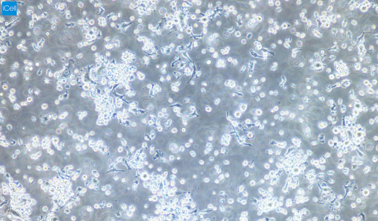 DC细胞-原代细胞-STR细胞-细胞培养基-镜像绮点生物