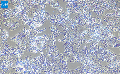 huh-7.5.1 人肝癌细胞-原代细胞-STR细胞-细胞培养基-镜像绮点生物