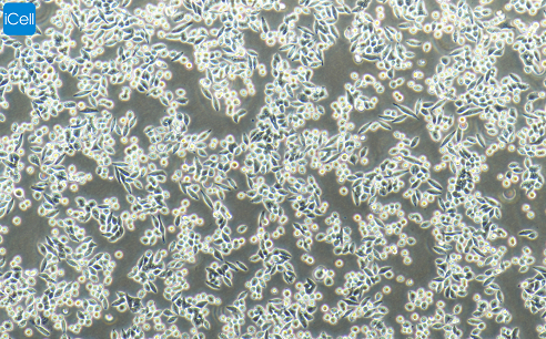 SW620 人结直肠腺癌细胞-赛百慷(上海)生物技术股份有限公司