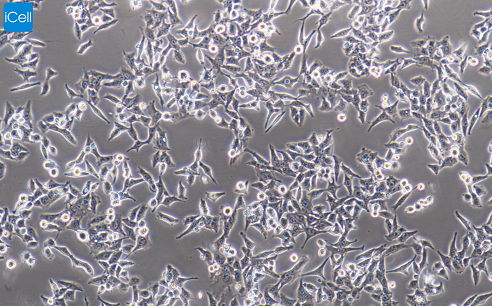 WRL68 人正常肝细胞-赛百慷(上海)生物技术股份有限公司