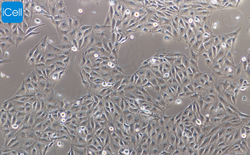 PK-15 猪肾细胞-原代细胞-STR细胞-细胞培养基-赛百慷生物