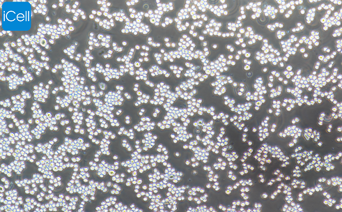 Sp2/O 小鼠骨髓瘤细胞-原代细胞-STR细胞-细胞培养基-赛百慷生物