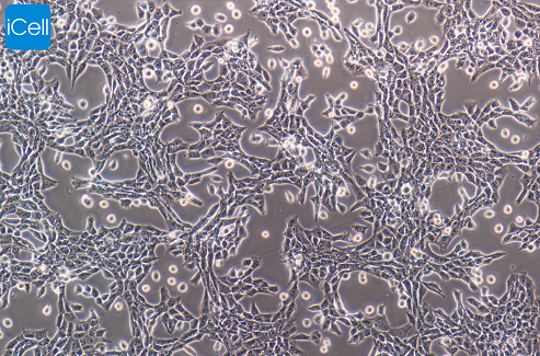 TM3 小鼠睾丸间质细胞-原代细胞-STR细胞-细胞培养基-赛百慷生物