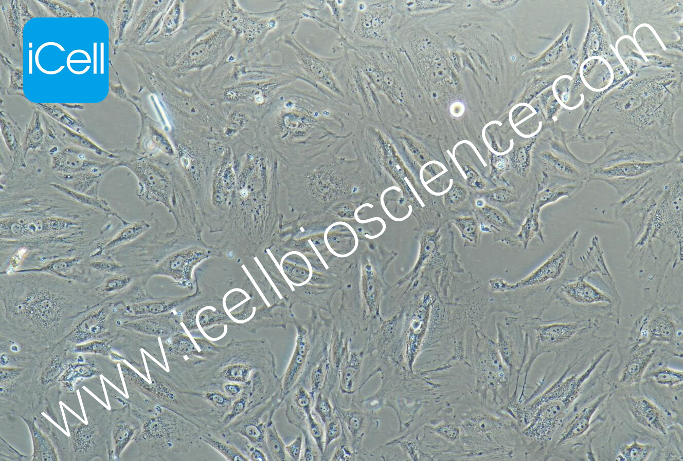A7R5 大鼠胸大动脉平滑肌细胞-原代细胞-STR细胞-细胞培养基-镜像绮点生物