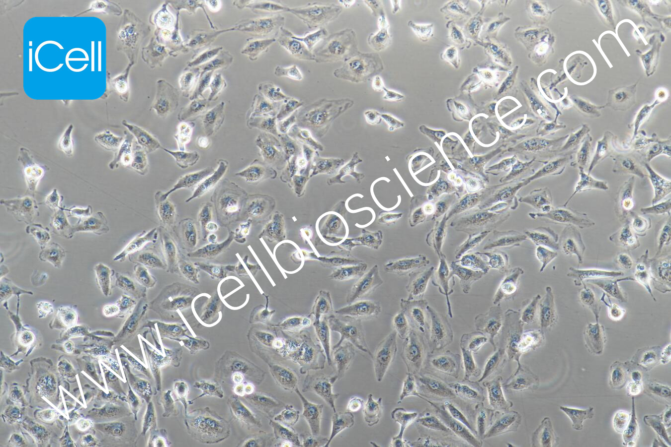 A498 人肾癌细胞-原代细胞-STR细胞-细胞培养基-镜像绮点生物