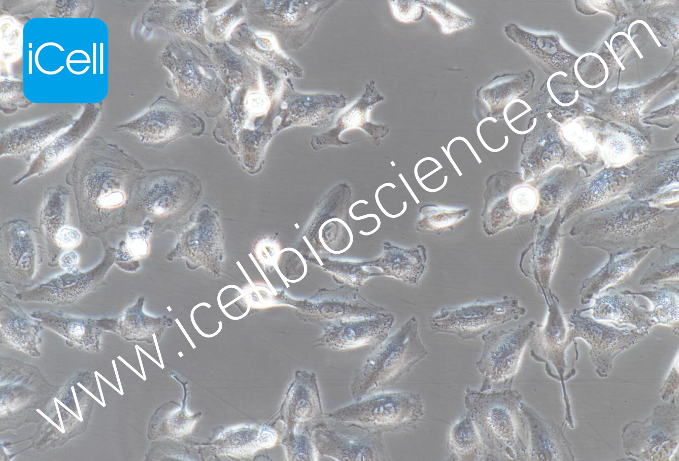 A498 人肾癌细胞-原代细胞-STR细胞-细胞培养基-镜像绮点生物