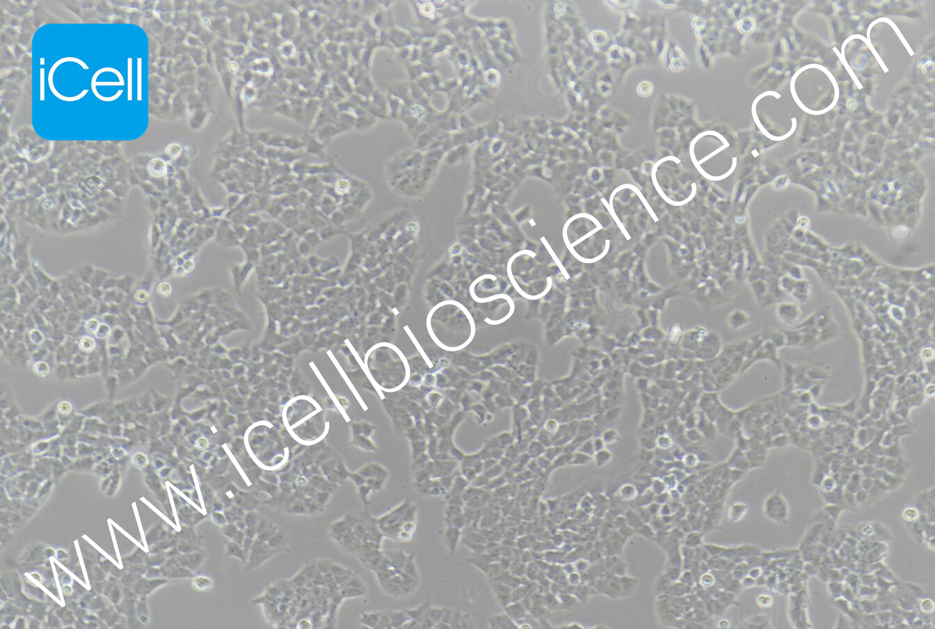 A673 人横纹肌瘤细胞-原代细胞-STR细胞-细胞培养基-镜像绮点生物