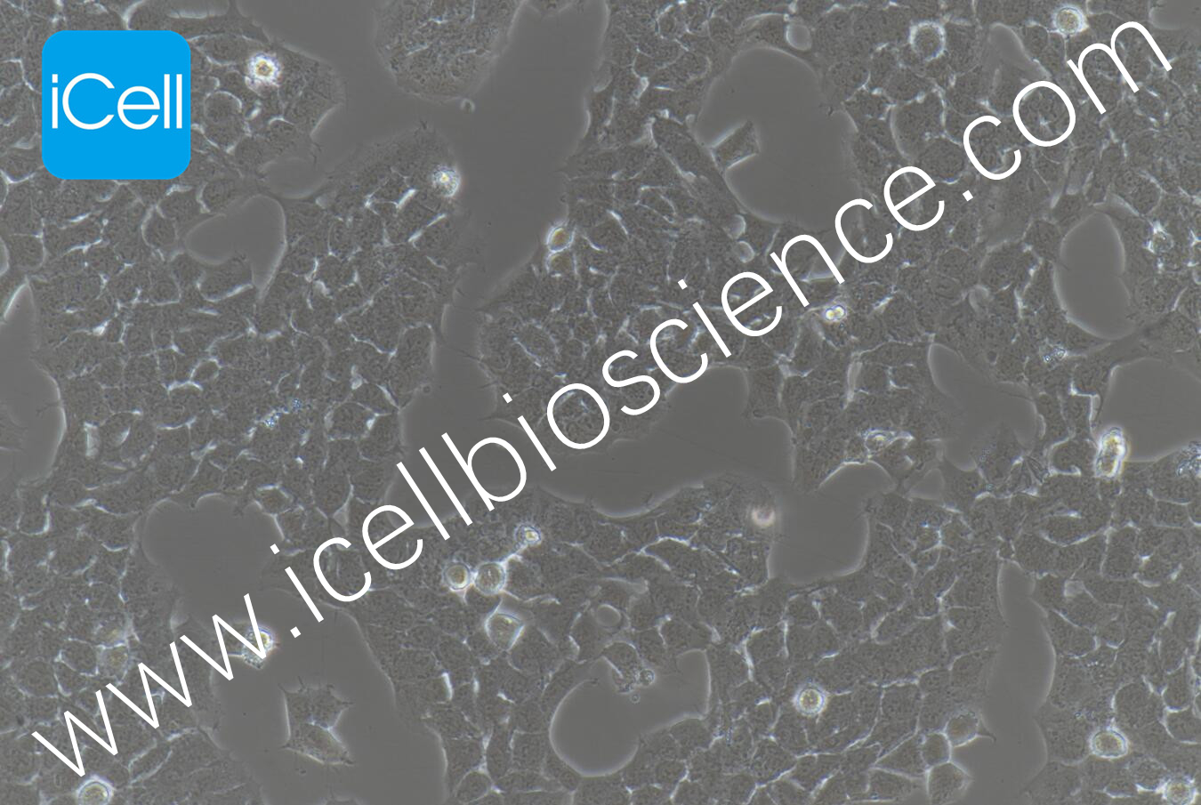 A673 人横纹肌瘤细胞-原代细胞-STR细胞-细胞培养基-镜像绮点生物