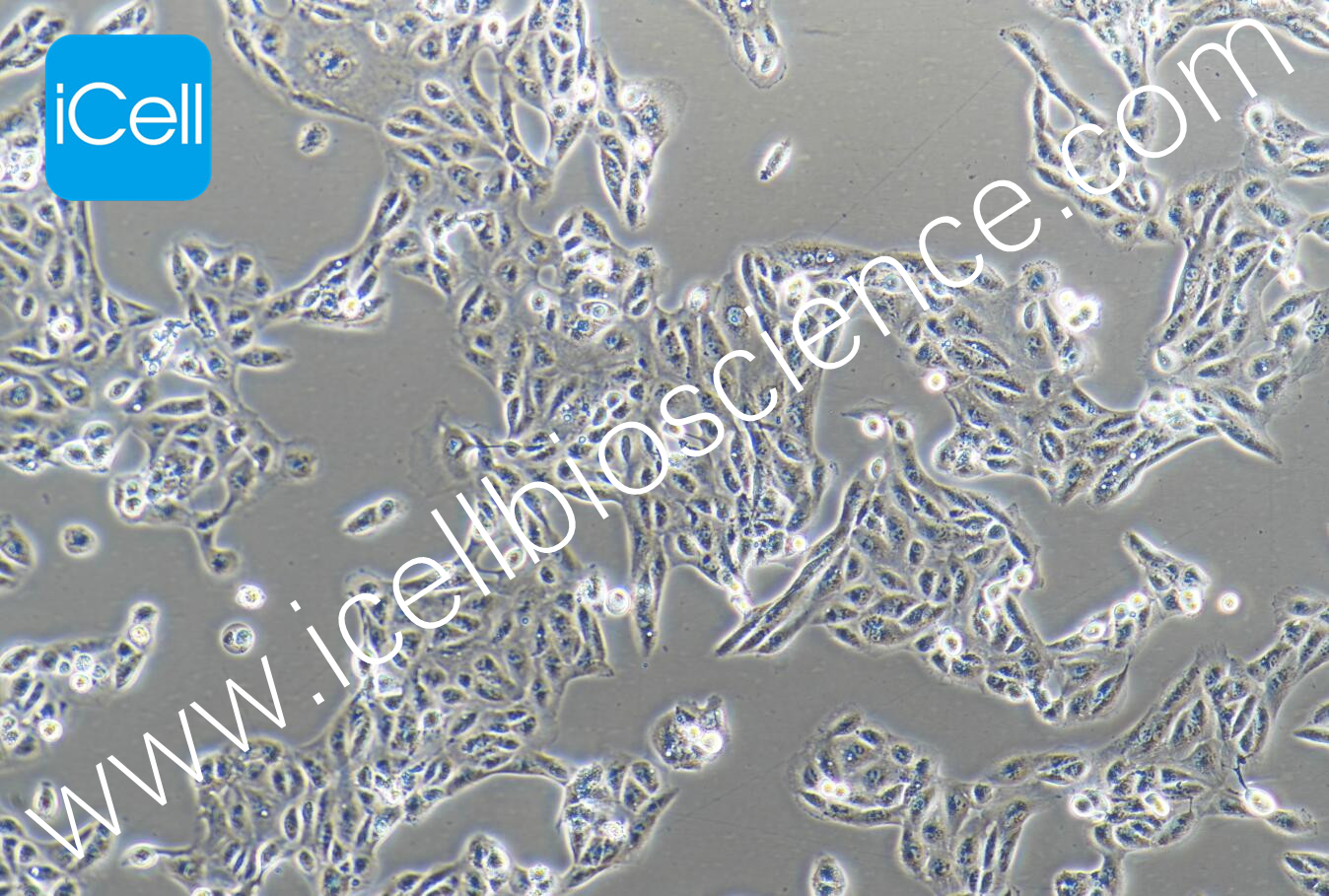 ACHN人肾癌细胞-原代细胞-STR细胞-细胞培养基-镜像绮点生物