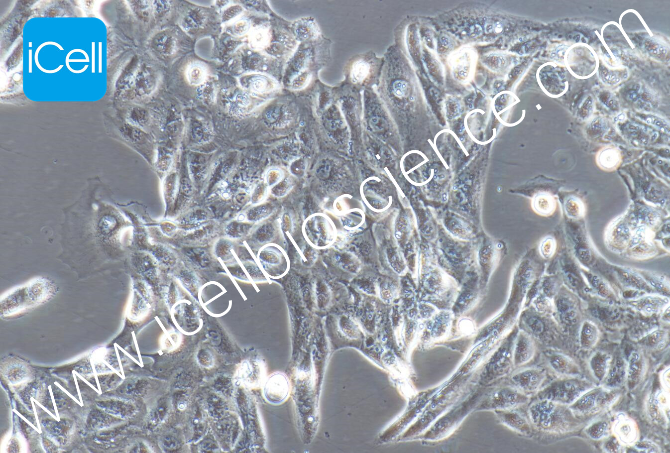 ACHN人肾癌细胞-原代细胞-STR细胞-细胞培养基-镜像绮点生物
