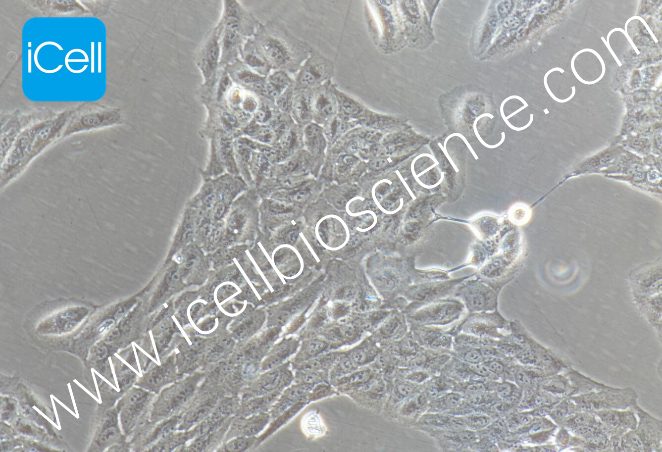 ARPE-19 人视网膜色素上皮细胞-原代细胞-STR细胞-细胞培养基-镜像绮点生物