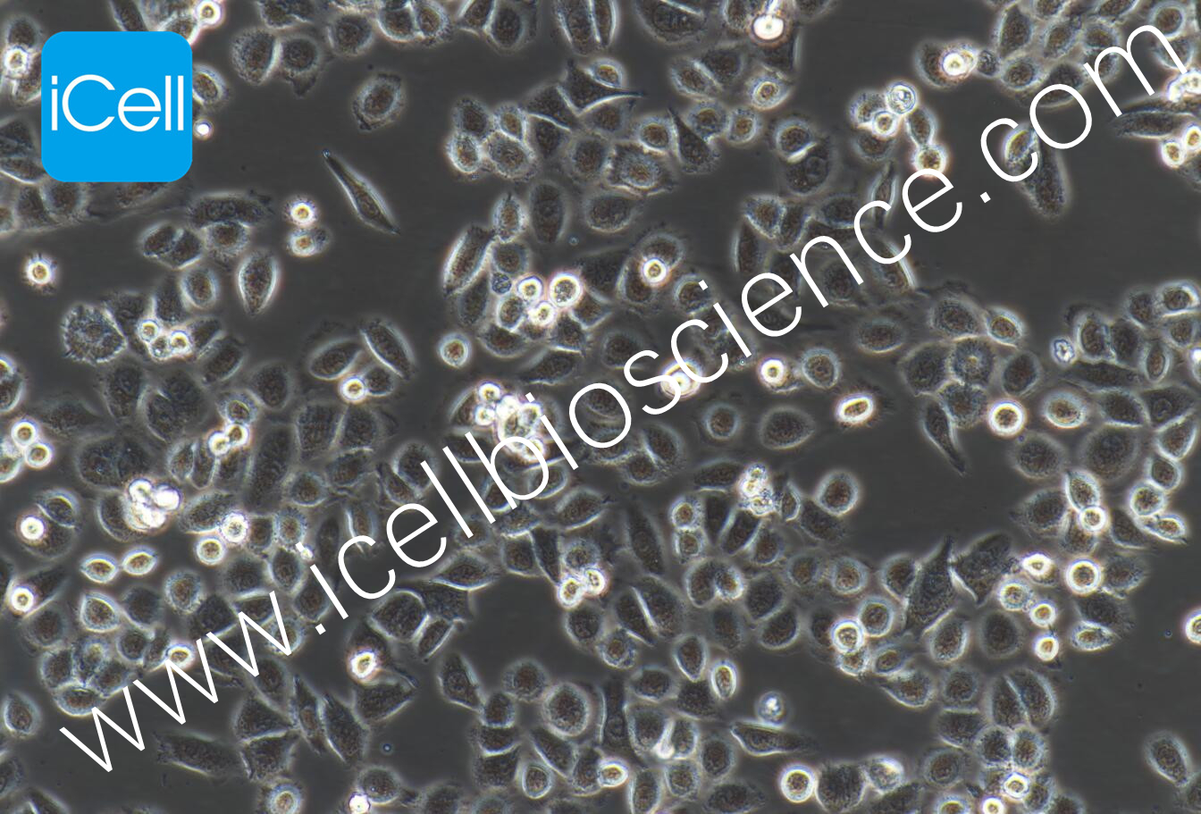 AsPC-1 人转移胰腺腺癌细胞-原代细胞-STR细胞-细胞培养基-镜像绮点生物
