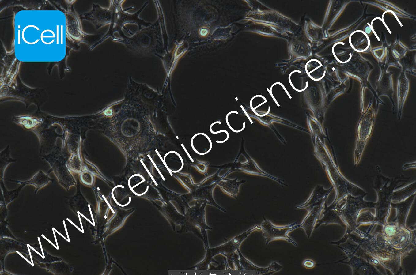 B16-F10 小鼠黑色素瘤细胞-原代细胞-STR细胞-细胞培养基-镜像绮点生物