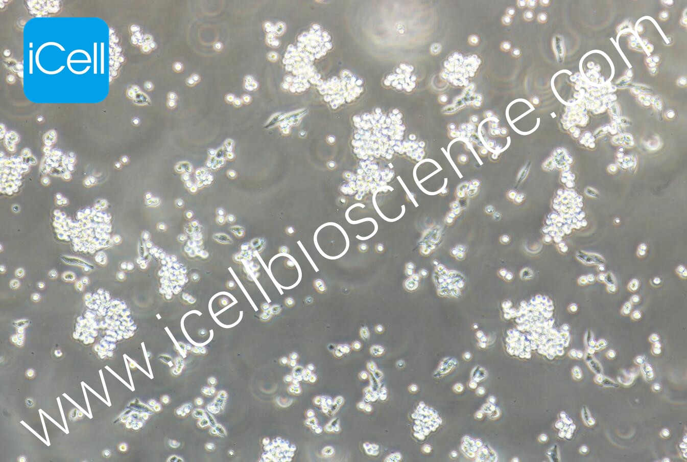 B95-8 EBV 转化的绒猴白细胞（暂不提供）-原代细胞-STR细胞-细胞培养基-镜像绮点生物