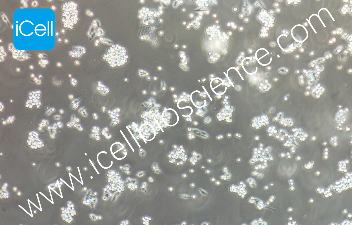 B95-8 EBV 转化的绒猴白细胞（暂不提供）-原代细胞-STR细胞-细胞培养基-镜像绮点生物