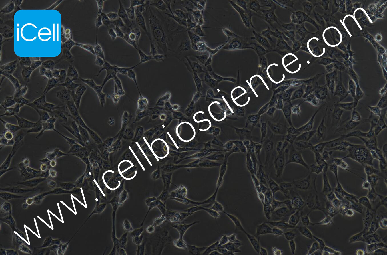 BEAS-2B 人支气管上皮细胞-原代细胞-STR细胞-细胞培养基-镜像绮点生物