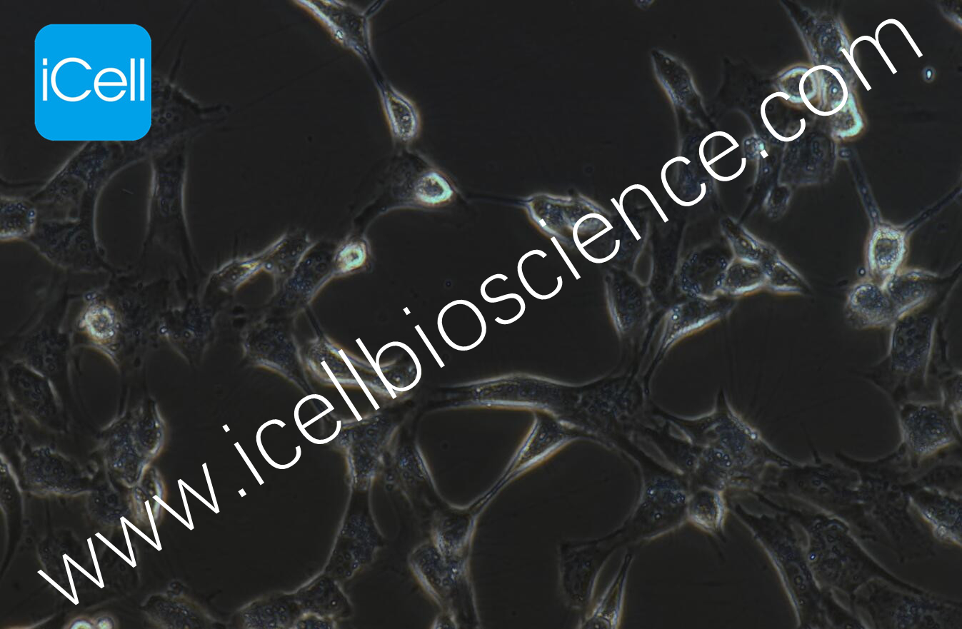 BEAS-2B 人支气管上皮细胞-原代细胞-STR细胞-细胞培养基-镜像绮点生物