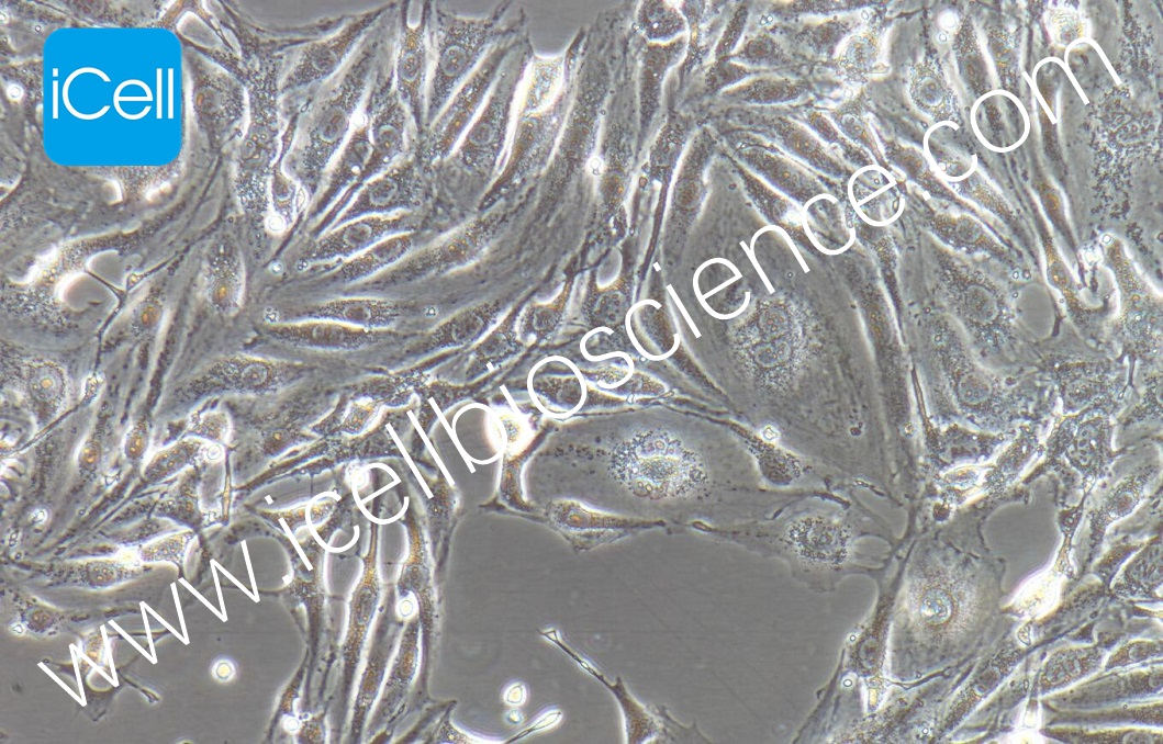 Bend.3 小鼠脑微血管内皮细胞株-原代细胞-STR细胞-细胞培养基-镜像绮点生物