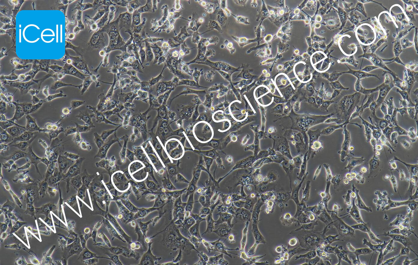 BT-549 人乳腺导管癌细胞-原代细胞-STR细胞-细胞培养基-镜像绮点生物