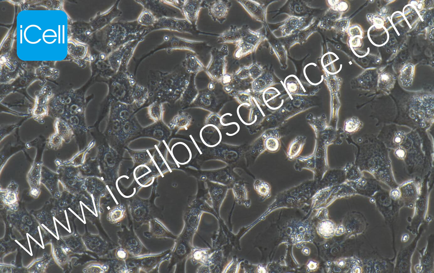 BT-549 人乳腺导管癌细胞-原代细胞-STR细胞-细胞培养基-镜像绮点生物