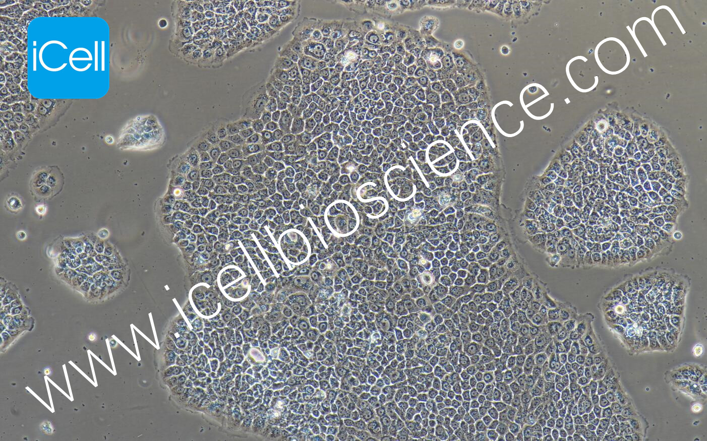 Bxpc-3 人原位胰腺腺癌细胞-原代细胞-STR细胞-细胞培养基-镜像绮点生物