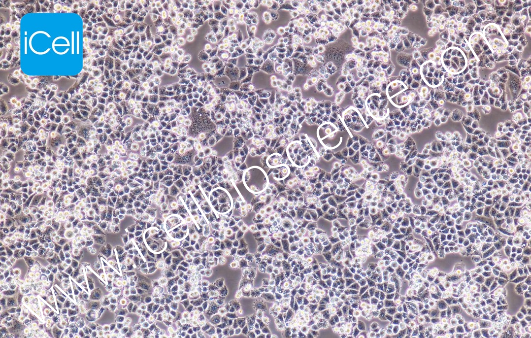 C-33A 人宫颈癌细胞-赛百慷(上海)生物技术股份有限公司