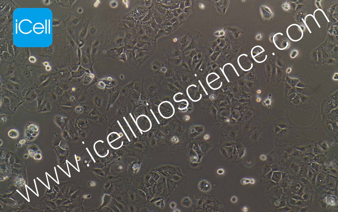 Caco-2 人结肠癌细胞-赛百慷(上海)生物技术股份有限公司