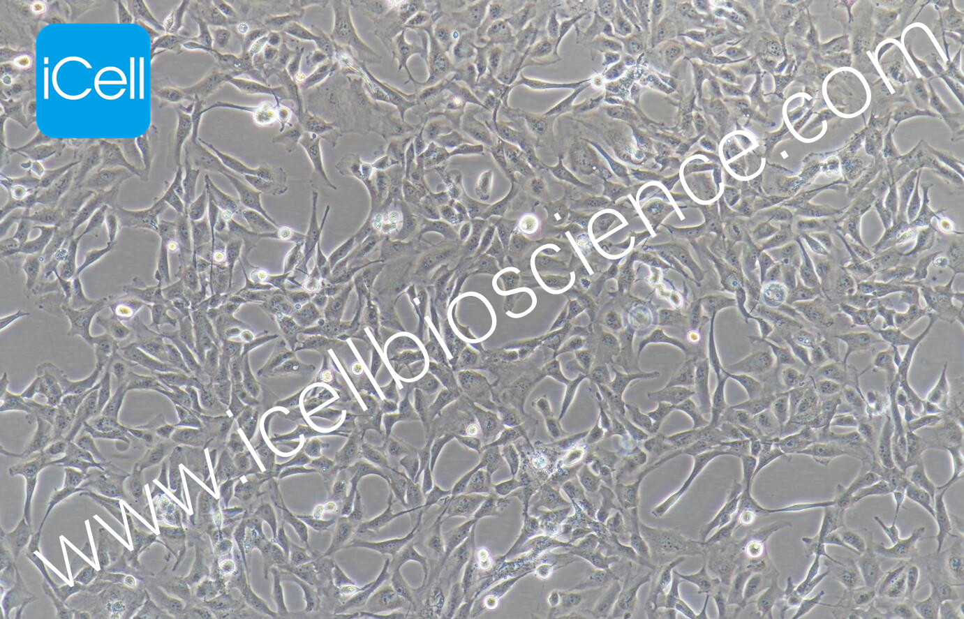 Calu-1 人肺癌细胞-原代细胞-STR细胞-细胞培养基-镜像绮点生物