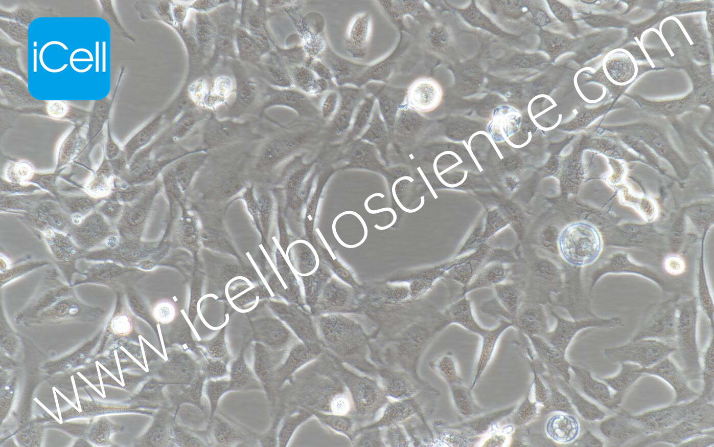 Calu-1 人肺癌细胞-原代细胞-STR细胞-细胞培养基-镜像绮点生物