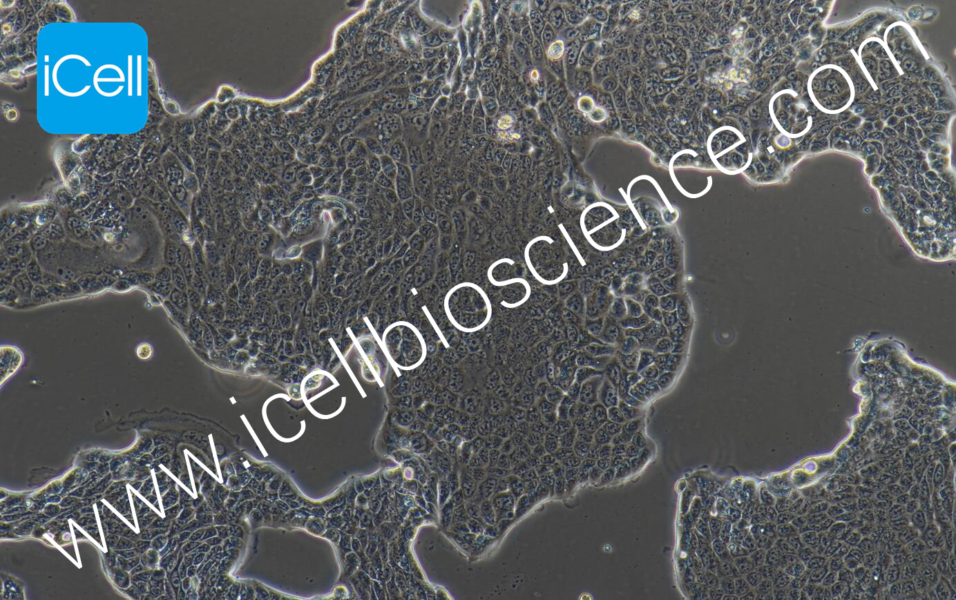Calu-3 人肺腺癌细胞-原代细胞-STR细胞-细胞培养基-镜像绮点生物