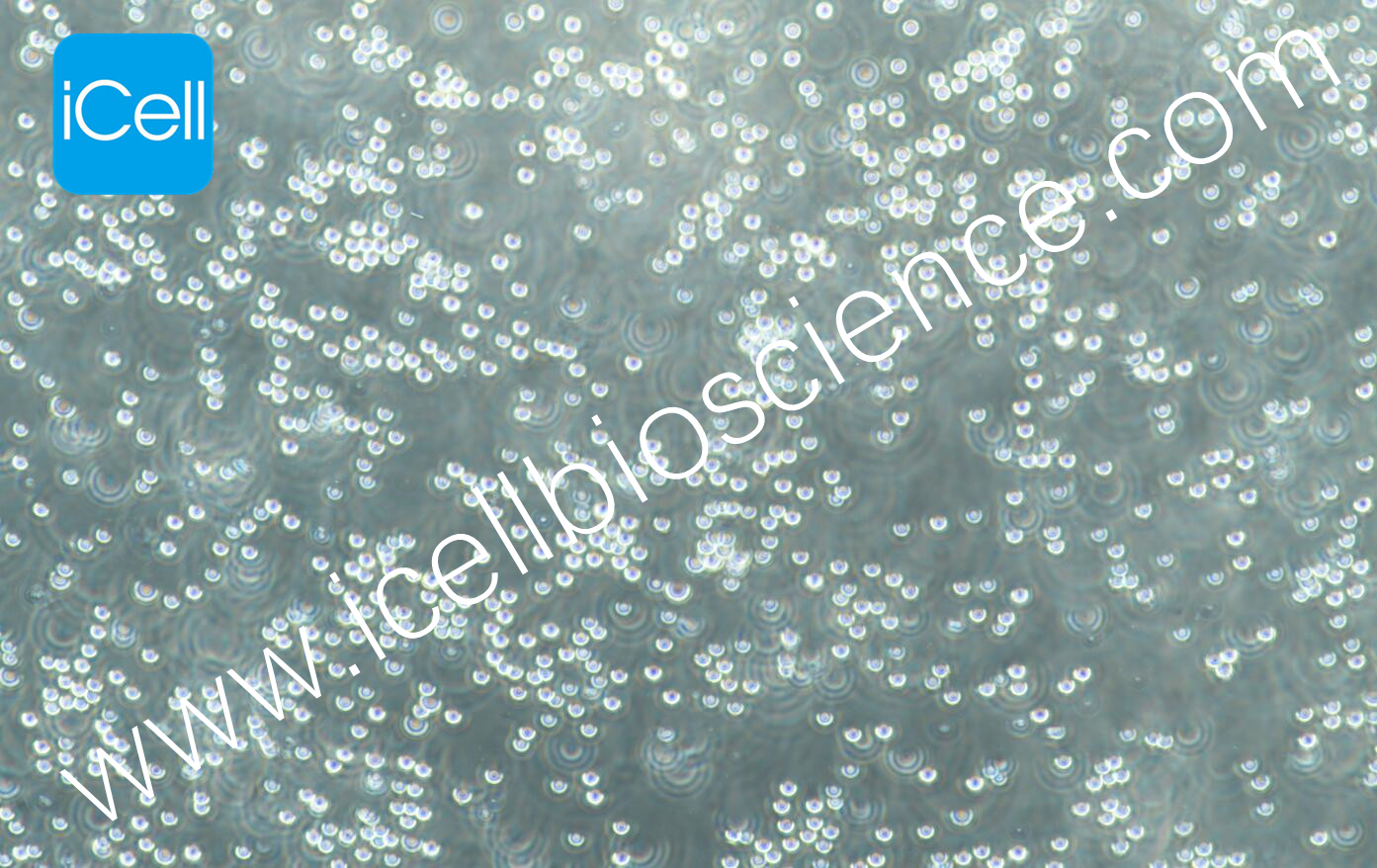 CCRF-CEM 人急性淋巴细胞白血病细胞-原代细胞-STR细胞-细胞培养基-镜像绮点生物