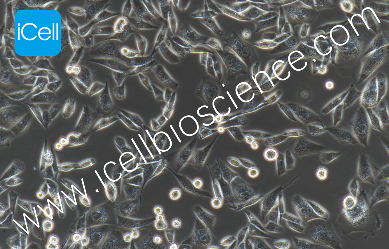 CHO-K1 中国仓鼠卵巢细胞k1 亚克隆系 -原代细胞-STR细胞-细胞培养基-镜像绮点生物