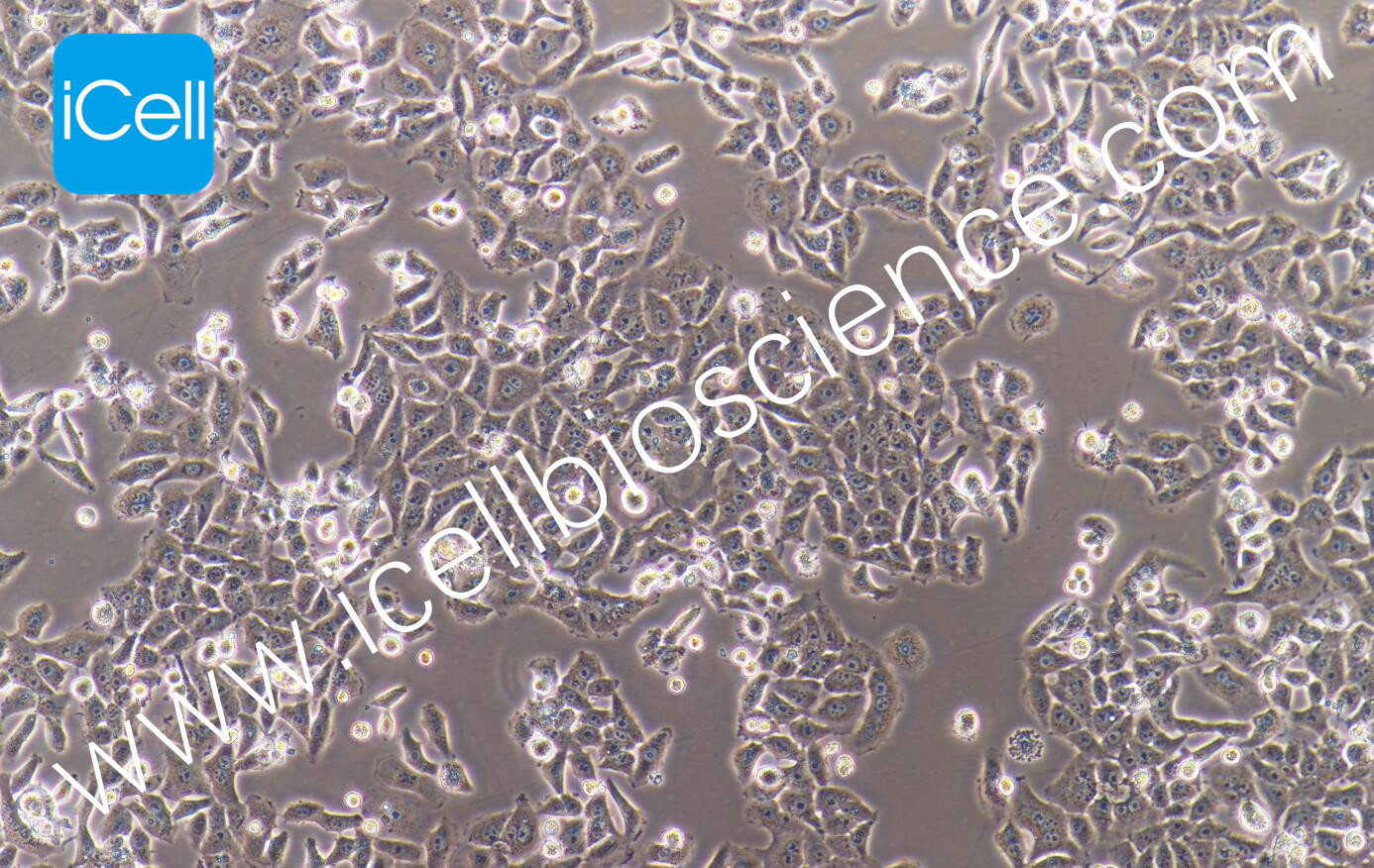 CNE1人鼻咽癌细胞（暂不提供）-原代细胞-STR细胞-细胞培养基-赛百慷生物