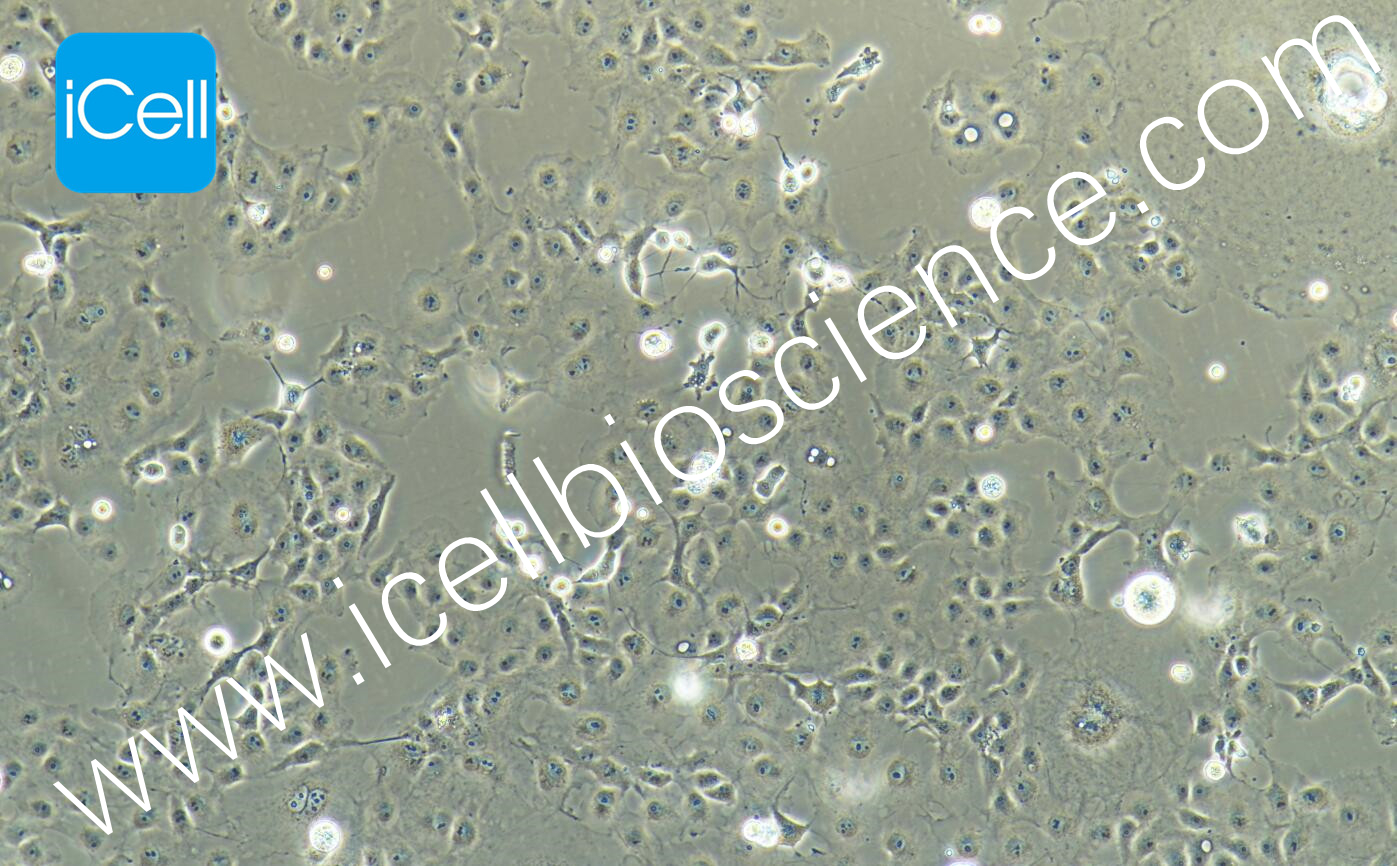 COS-7 非洲绿猴肾细胞 SV40转化 -原代细胞-STR细胞-细胞培养基-镜像绮点生物