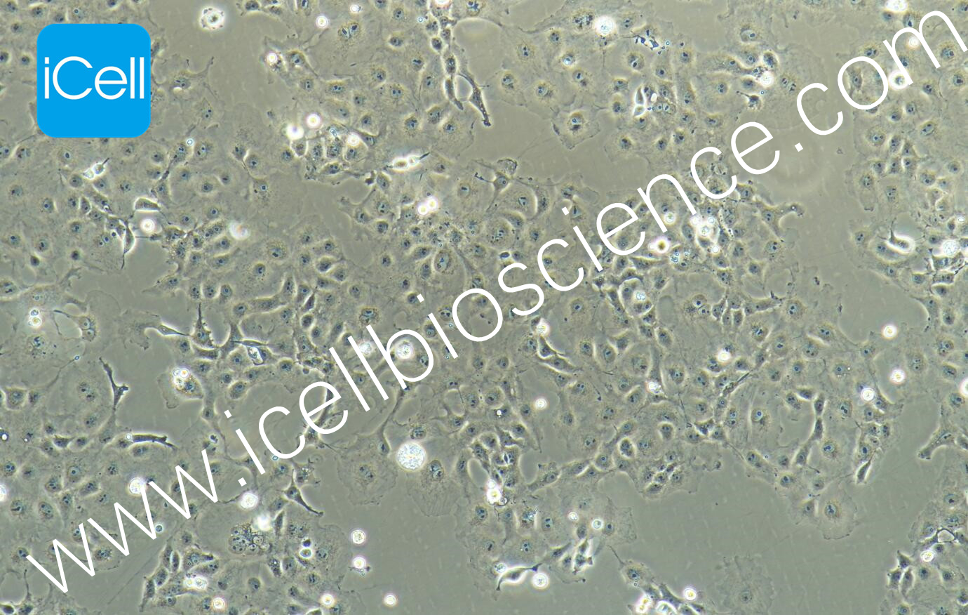 COS-7 非洲绿猴肾细胞 SV40转化 -原代细胞-STR细胞-细胞培养基-镜像绮点生物
