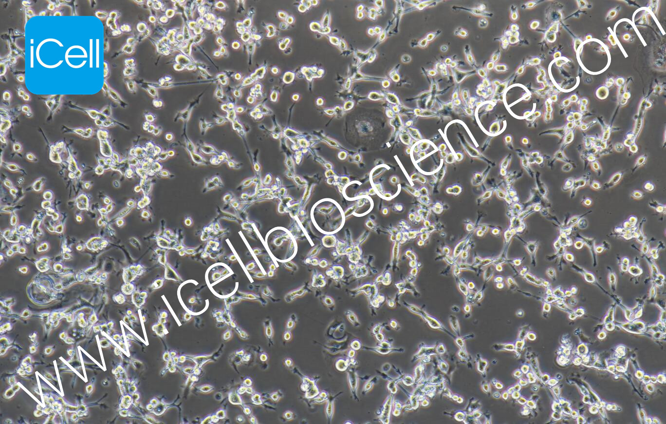 CT26 小鼠结肠癌细胞-原代细胞-STR细胞-细胞培养基-镜像绮点生物