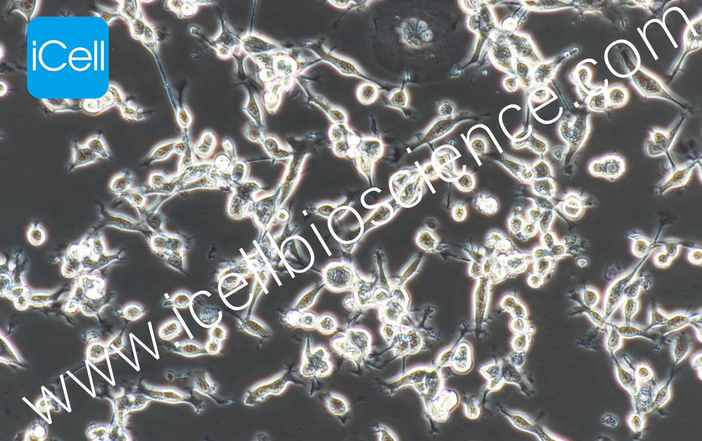 CT26 小鼠结肠癌细胞-原代细胞-STR细胞-细胞培养基-镜像绮点生物