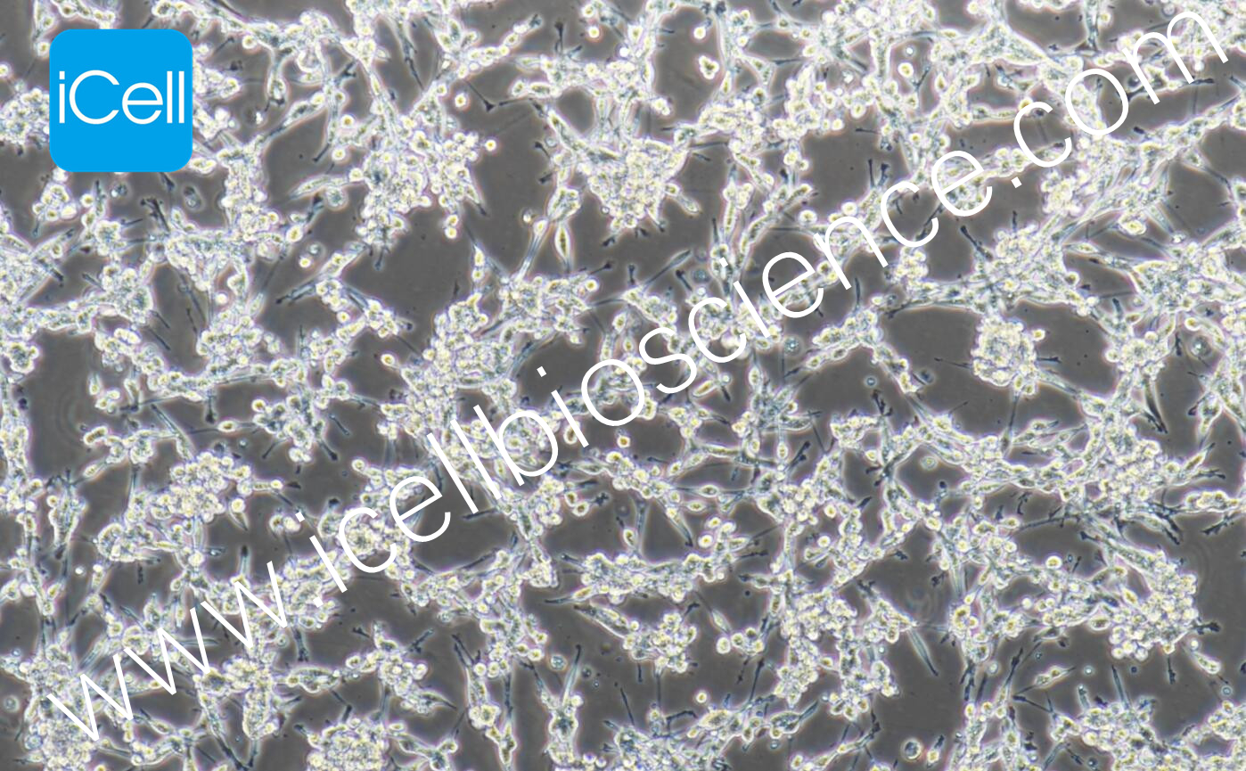 CT26.WT 小鼠结肠癌细胞-原代细胞-STR细胞-细胞培养基-镜像绮点生物