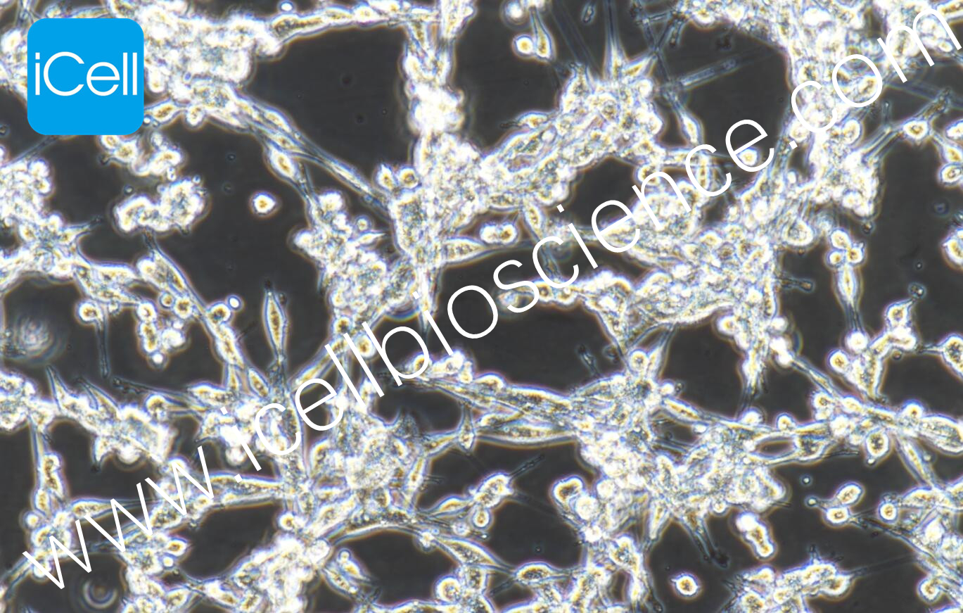 CT26.WT 小鼠结肠癌细胞-原代细胞-STR细胞-细胞培养基-镜像绮点生物