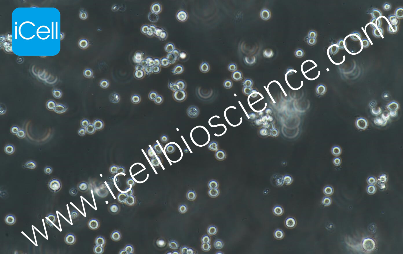 DAMI 人巨核细胞白血病细胞-原代细胞-STR细胞-细胞培养基-镜像绮点生物