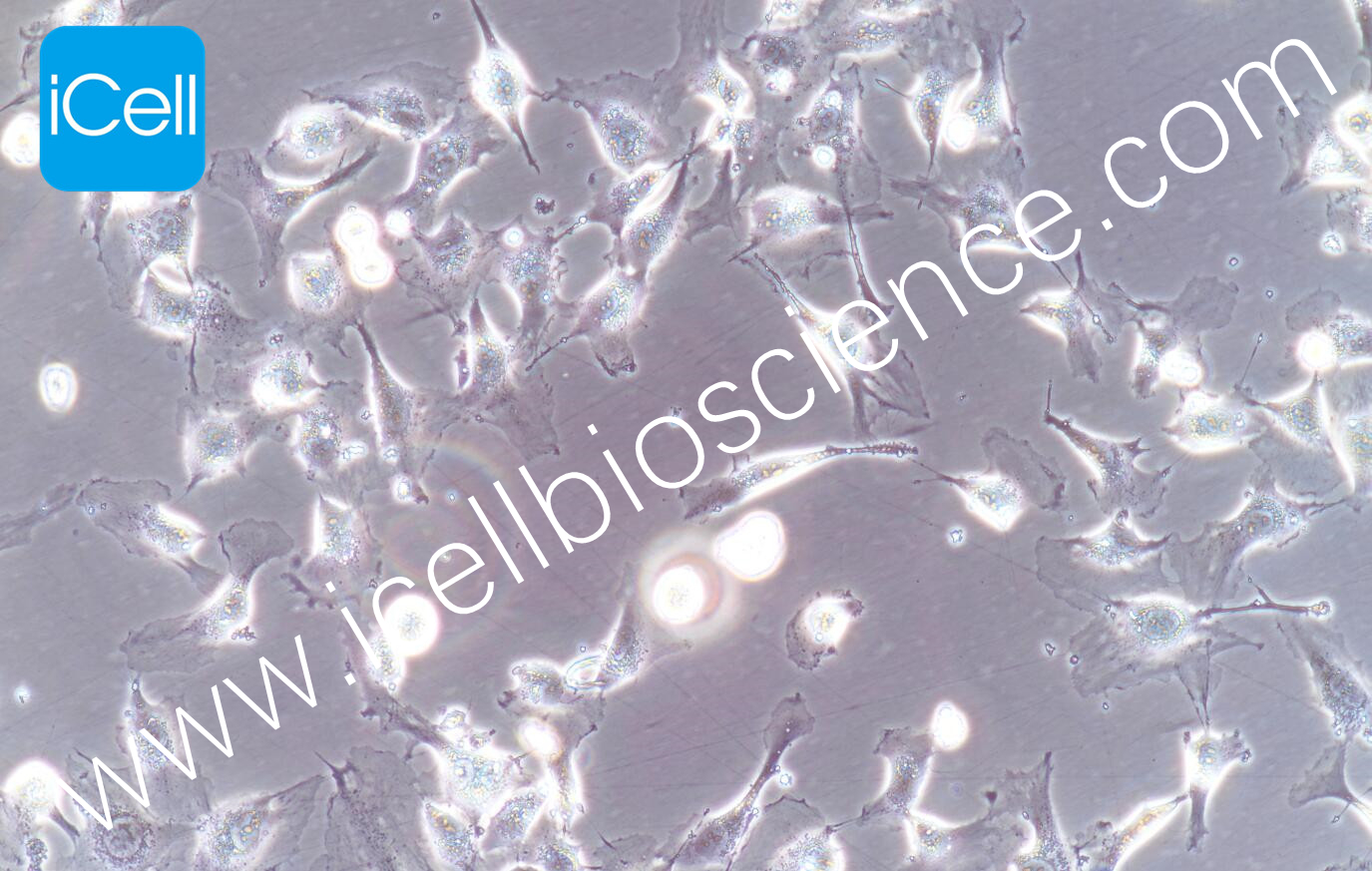 EA.hy926 人脐静脉细胞融合细胞-原代细胞-STR细胞-细胞培养基-镜像绮点生物