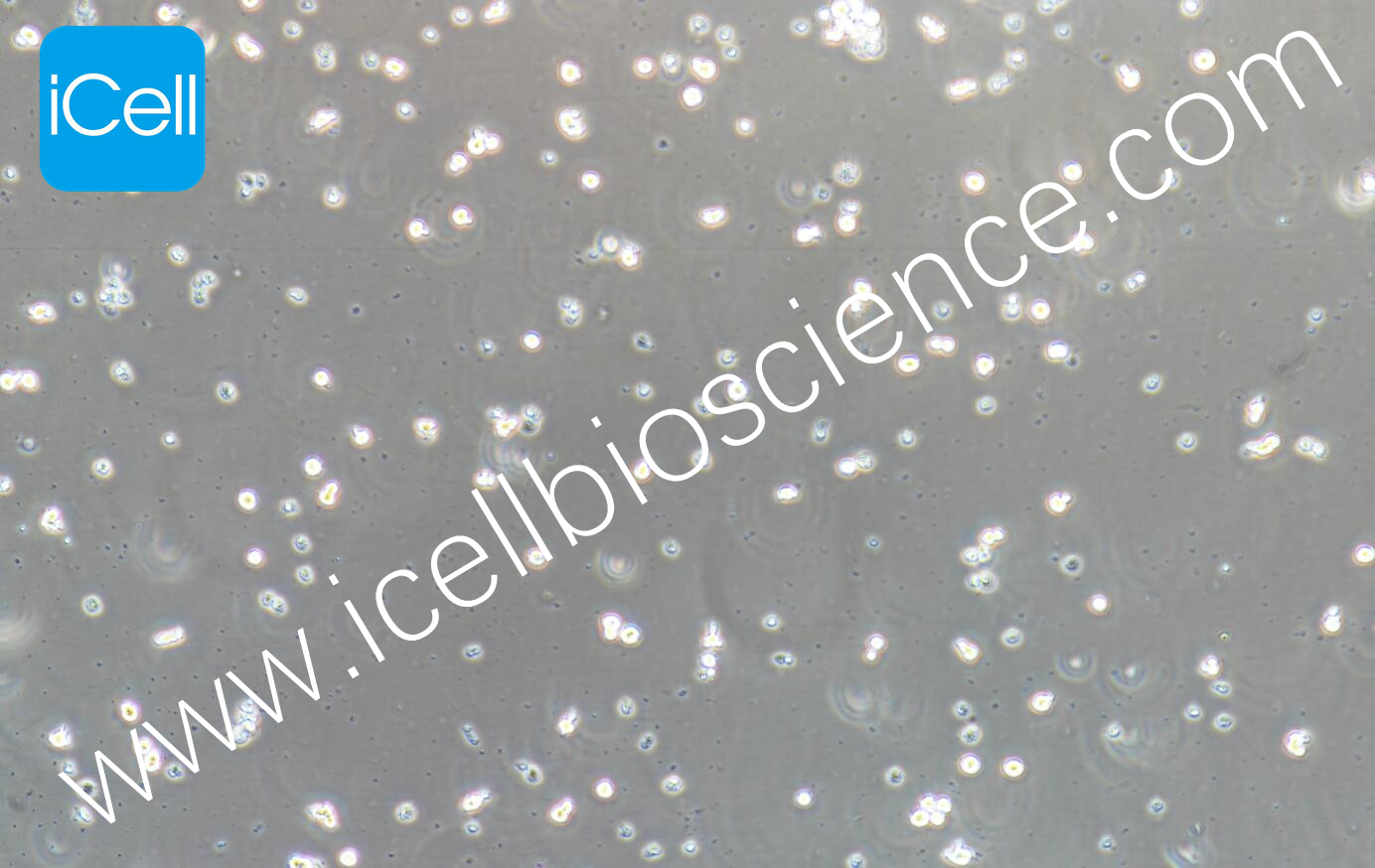 EL-4 小鼠淋巴瘤细胞-原代细胞-STR细胞-细胞培养基-镜像绮点生物