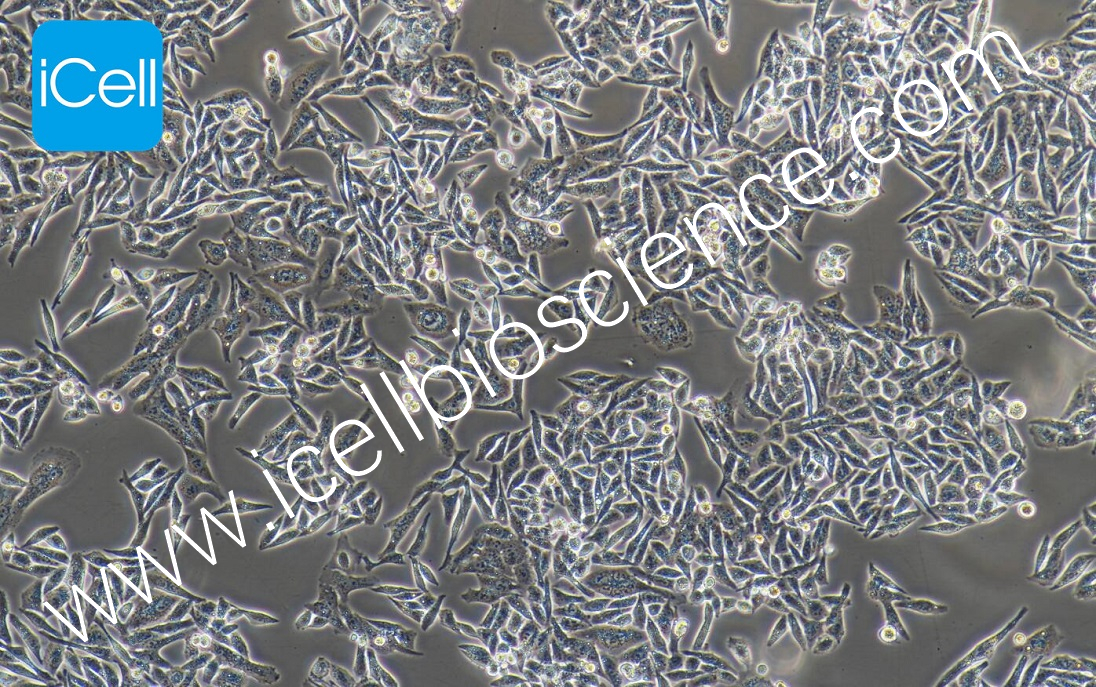 GES-1 人胃黏膜上皮细胞-原代细胞-STR细胞-细胞培养基-镜像绮点生物