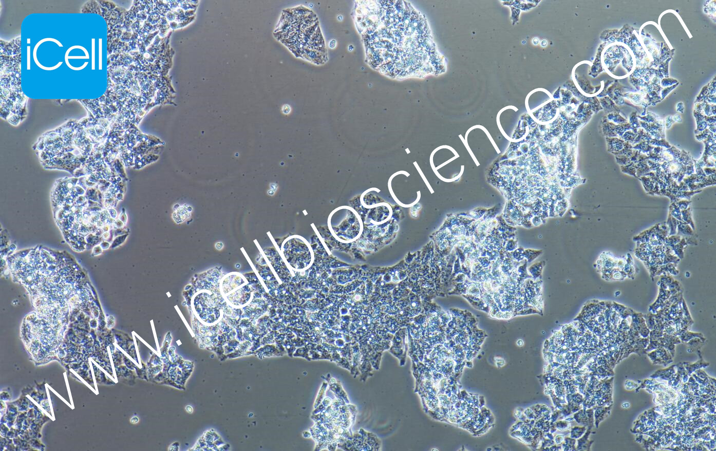 GS-HEPG2 人肝癌细胞亚型-原代细胞-STR细胞-细胞培养基-镜像绮点生物